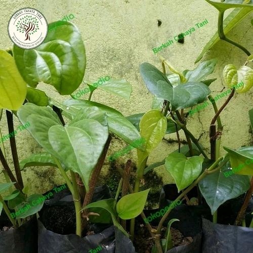 Jual Pohon Daun Sirih Hijau-Tanaman Herbal Daun Sirih Hijau-Sirih/Suruh ...
