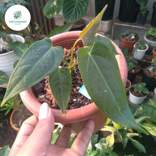 Jual Anthurium Fort Sherman Papillilaminum Original - Kota Tangerang ...