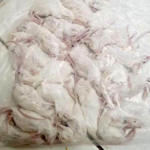Jual Mencit Afkir Frozen ,, harga yang tertera untuk isi 10 ekor ...