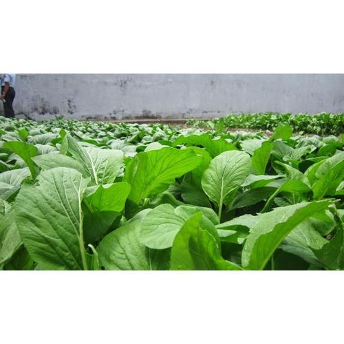 Jual 500 Benih Sawi Caisim Glory bibit tanaman sayuran hidroponik ...