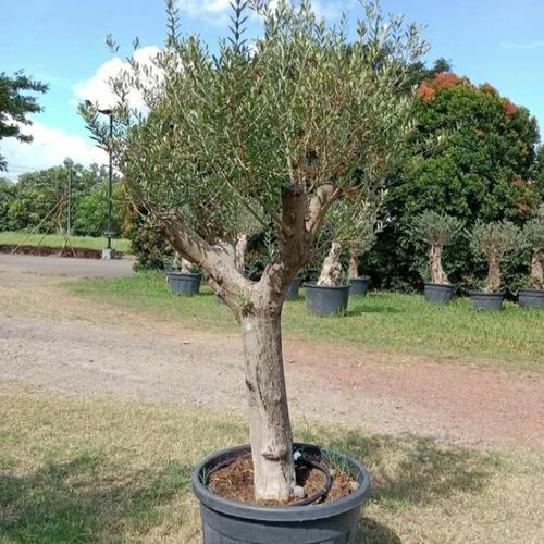 Jual POHON ZAITUN || Pohon Olive Tree Super fosil || Bonsai olive - Kab ...