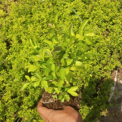 Jual tanaman hias pangkas kuning - pangkas kuning - Kab. Bogor - Alul ...