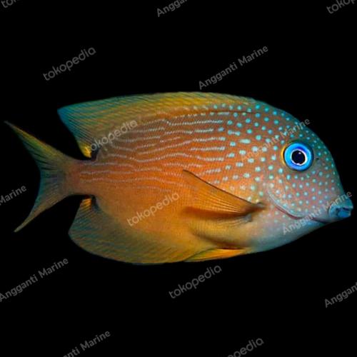 Jual Ikan Hias Air Laut Botana Cokelat - Jakarta Timur - Angganti ...