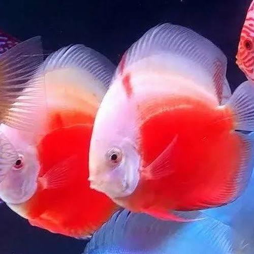 Jual Ikan Discus Red Valentine 2 Inch Grade A - Kab. Bogor - Benaya ...