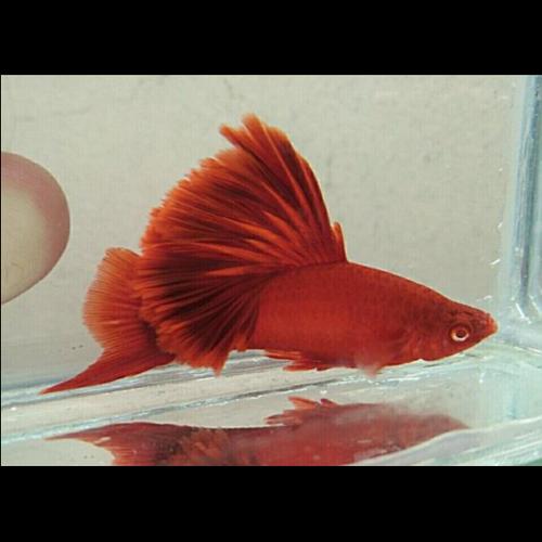Jual Ikan Hias Platy Bloodred Firecracker Swordtail Lyretail / Red ...