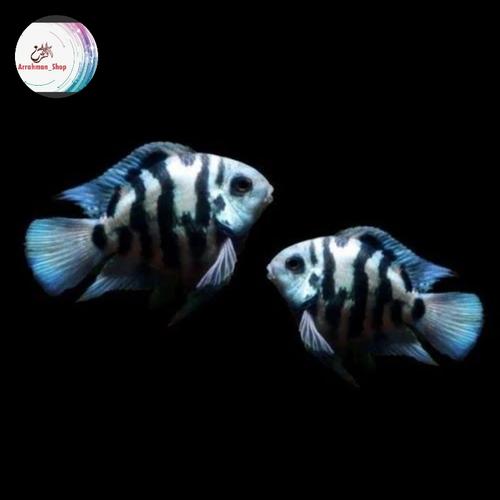 Jual ikan blue polar - ikan badut - ikan hias aquascape aquarium lucu ...