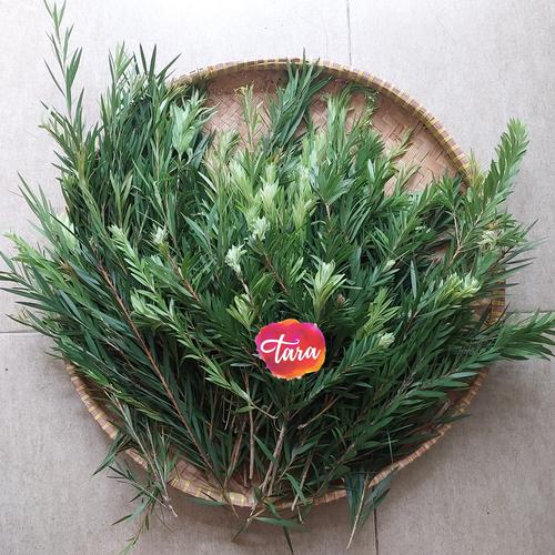 Jual Daun Tea Tree Segar/ Minyak Kayu Putih Mini/ Malaleuca/ Dekorasi ...