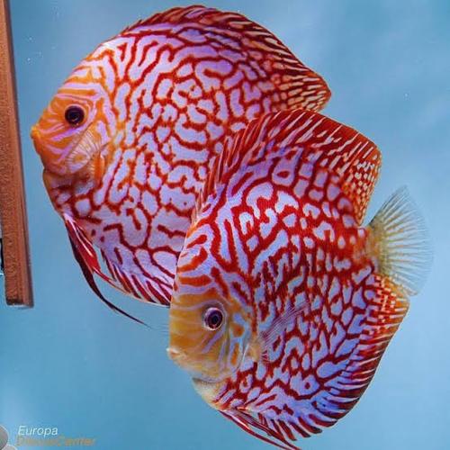 Jual Ikan Discus Pigeon Red 2 Inch Grade A - Kab. Bogor - Benaya Fish ...
