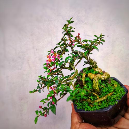 Jual Bonsai Sakura micro ORIGINAL PLUS POT KERAMIK random karakter ...