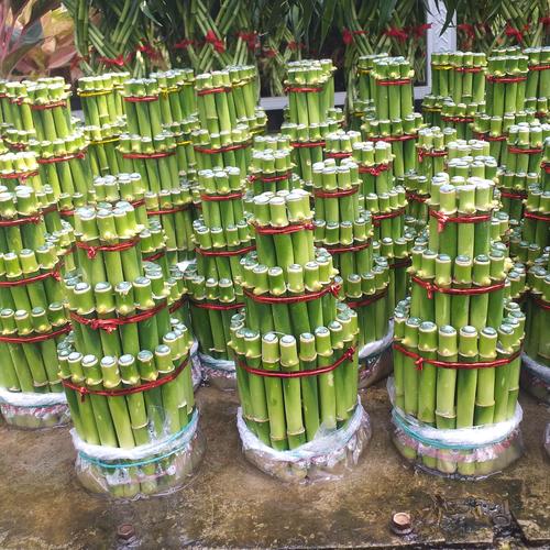 Jual tanaman hias bambu hoki piramida - Kota Batu - Bunga_cinta kasih ...