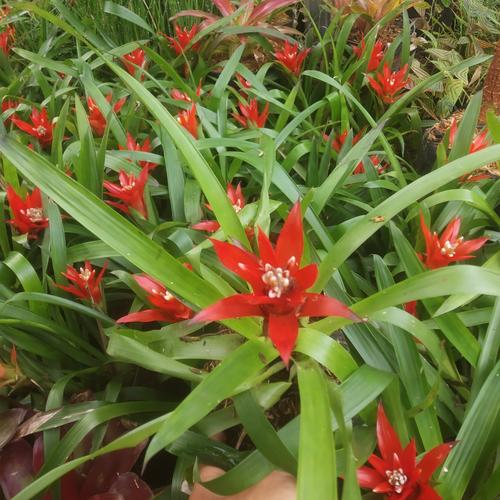 Jual tanaman hias bromelia guzmania bromelia bunga - Kab. Bogor - puspa ...