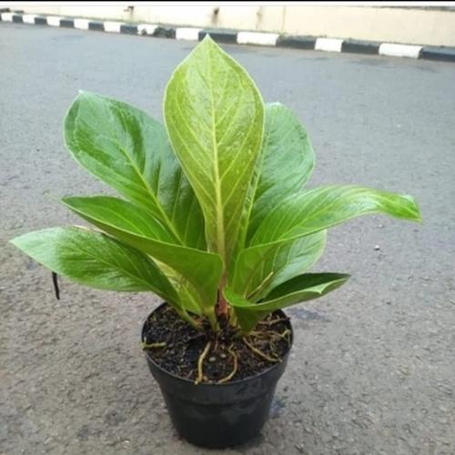 Jual Tanaman hias anthurium jemani+pot - Jakarta Utara - Bunga family ...