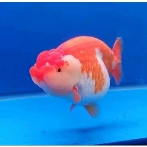 Jual ikan mas koki ranchu bahan grooming / ranchu redwhite show quality ...