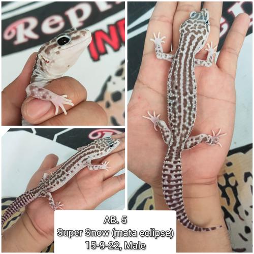 Jual leopard gecko super snow ( mata eclipse ) Ab. 5 - Kab. Bekasi ...