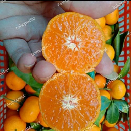 Jual Jeruk shantang birma super manis tanpa biji | Buah Jeruk Shantang ...