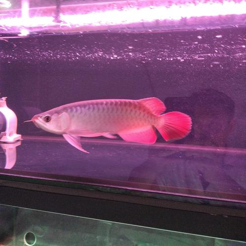 Jual Arwana super red ssb ITL size 28-29 cm - Kota Depok - PT. YOHANES ...