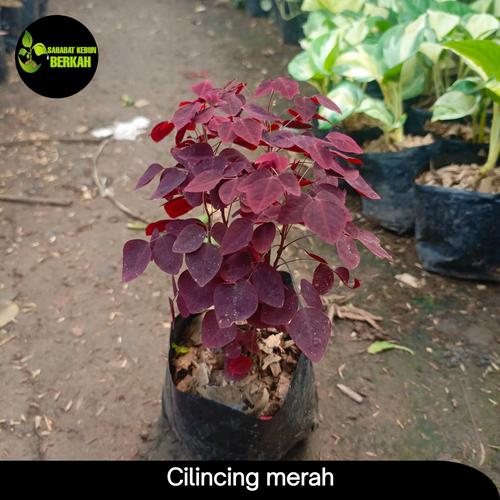 Jual tanaman hias calincing ungu - cilincing ungu - Kota Tangerang ...