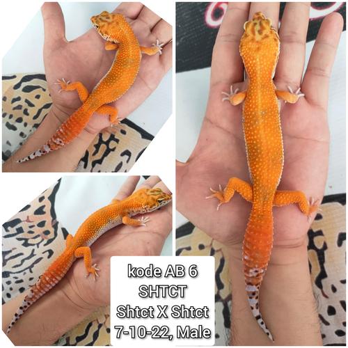 Jual Leopard Gecko SHTCT Tomato Merah Warnanya 👍 High Quality (ab.6 ...