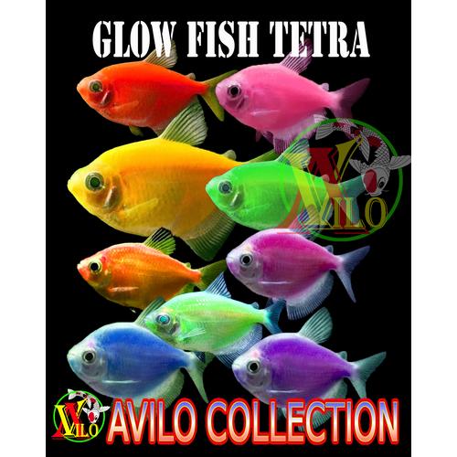 Promo ikan hias aquascape glow tetra warna mix campur - Kota Bekasi ...