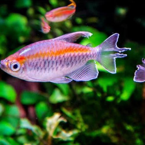 Jual ikan hias aquascape Congo tetra size 2 cm - Jakarta Timur ...