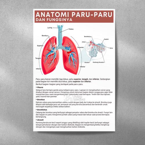 Jual Poster Kesehatan Anatomi Paru - Paru A3+ / Gambar Edukasi Bagian ...