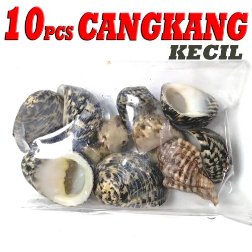 Promo Murah cangkang shell kelomang umang keong kecil murah - PAKET ...