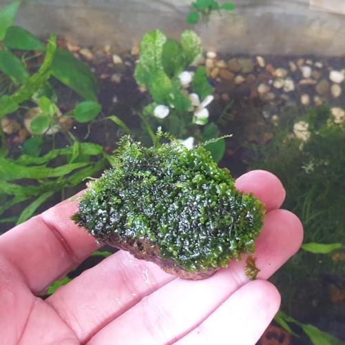 Jual Moss Ricardia Batu / Moss Ricardia Media Batu - Kecil - Kota ...