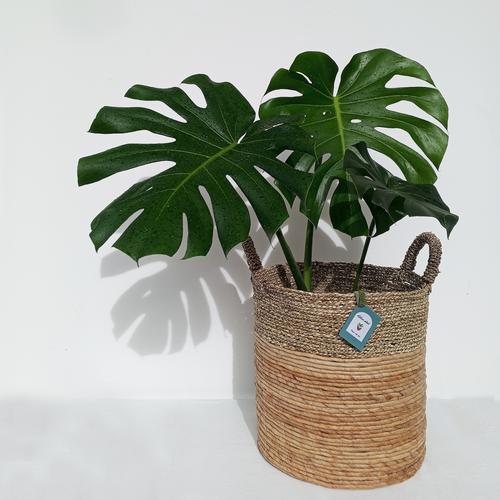Jual Monstera king deliciosa with pot cover macrame D35 CM Indoor Plant ...