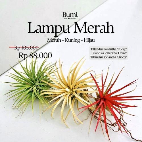 Jual Tillandsia Lampu Merah - Bumi Air Plants Package Gift Tanaman ...