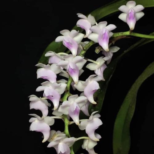 Jual Aerides magnifica - BUMI Orchids Anggrek Koleksi - Kab. Mojokerto ...