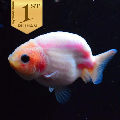 Jual Koki Pink Ranchu (L) Ikan Hias Aquascape Hiasan Aquarium Tanaman ...
