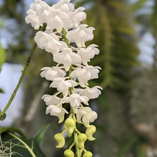 Jual Aerides magnifica 'alba' - BUMI Orchids Anggrek Koleksi - Kab ...