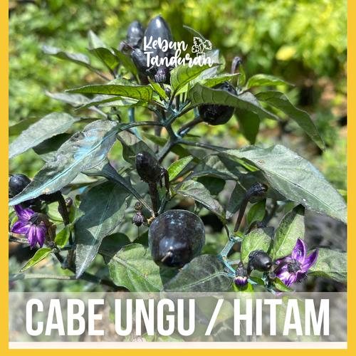 Jual Bibit Tanaman Lombok Hitam/Cabai Hitam Tanaman Hias Cabe Hitam ...