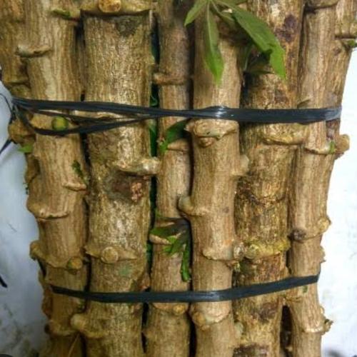 Jual bibit pohon singkong hybrida madu perikat isi 10 potong - Kab ...