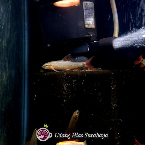 Jual Redfin Shark Black / Ikan Hias Aquascape - Kota Surabaya - Udang ...