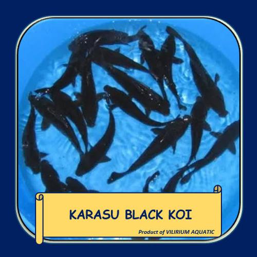 Jual IKAN HIAS AIR TAWAR - KOI HITAM / BLACK KOI / KARASU BLACK KOI ...
