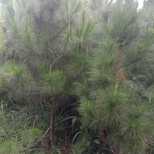 Jual pohon cemara pinus tinggi 2 meter, - Kab. Bogor - khanzatamn ...