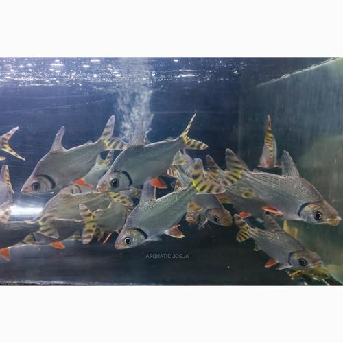 Jual red feifeng/rff 11-13cm - Kab. Bantul - ARquatic_Jogja | Tokopedia