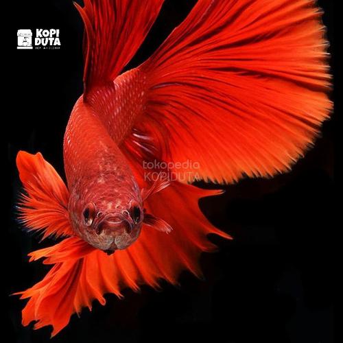 Jual CUPANG HALFMOON SUPER RED - Kota Bekasi - KOPIDUTA | Tokopedia