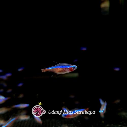 Jual Cardinal Tetra / Ikan Hias Aquascape - Kota Surabaya - Udang Hias ...