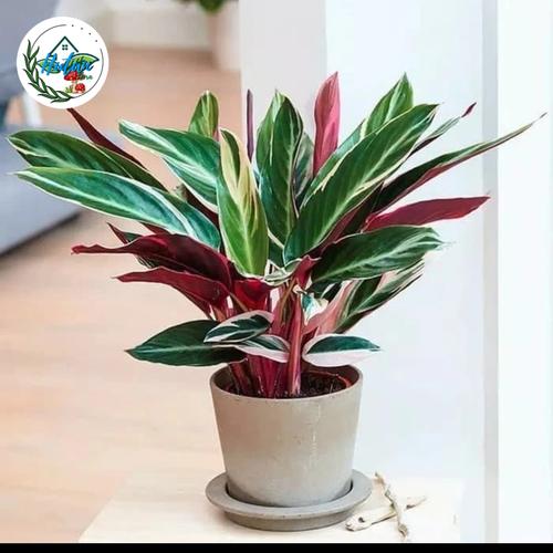 Jual tanaman hias meranti bali calathea - Kab. Bogor - HUTAN FLORA ...