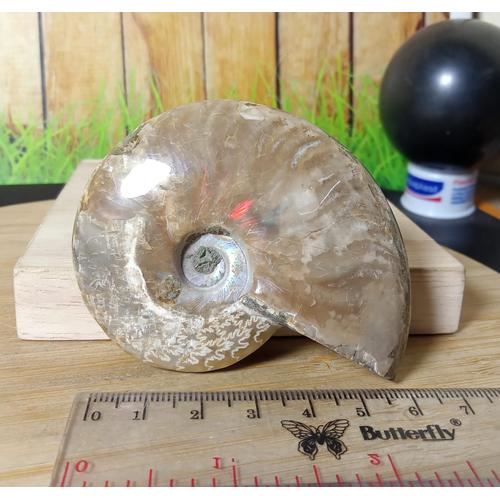 Jual Batu Natural Fossil Keong Top Grade (1) - Jakarta Barat - Natural ...