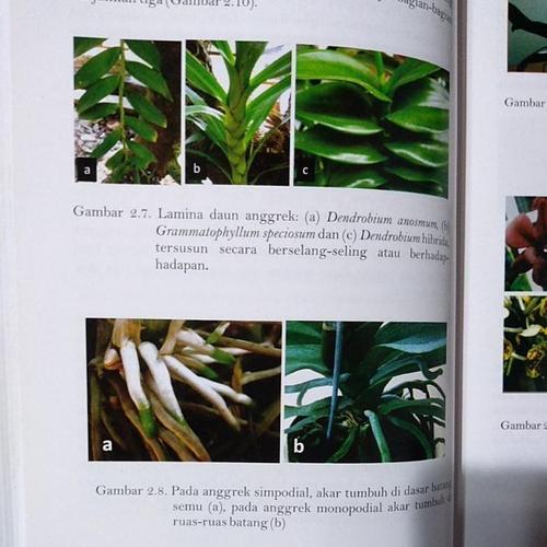 Jual Buku Pemuliaan Tanaman untuk menghasilkan Anggrek Hibrida Unggul ...