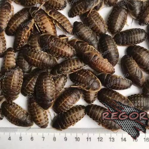 Jual Kecoa Dubia 1 - 4cm Kecoa Dubia Makanan Reptile PROMO Dubia - 2,5 ...