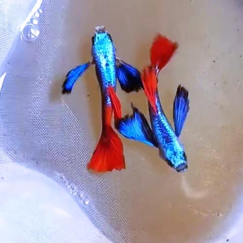 Jual Ikan hias Guppy Platinum red tail dumbo ear (PRTDE) - Kota Malang - Putra jaya aquatic ...