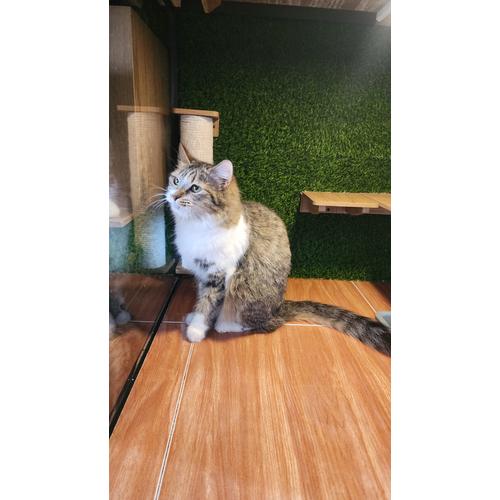 Jual LA kucing betina warna marble - Kota Surabaya - Haruka Pet Shop ...