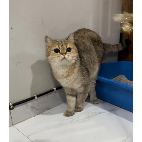 Jual kucing british shorthair bsh cat ped wcf golden indukan proven ...