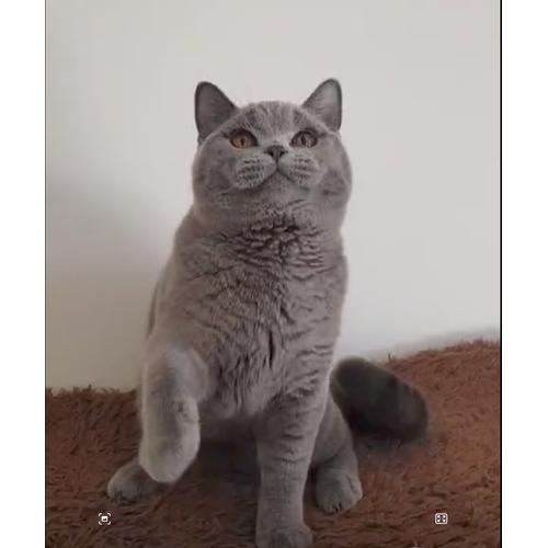 Jual Kucing BSH British Shorthair PED Blue abu grey jantan calon ...