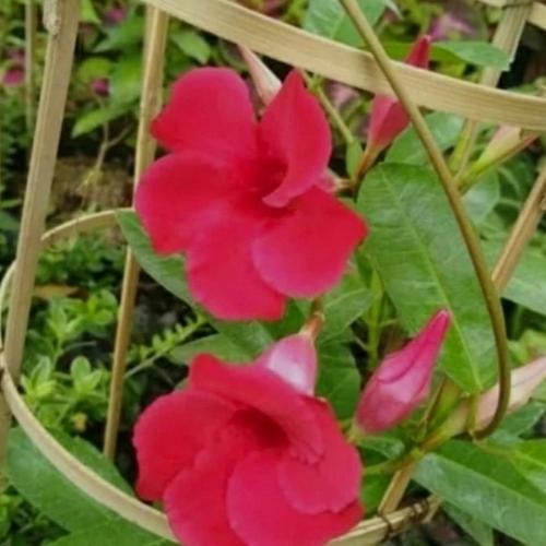 Jual pohon bunga alamanda/alamandavila. tanaman rambat bunga merah ...