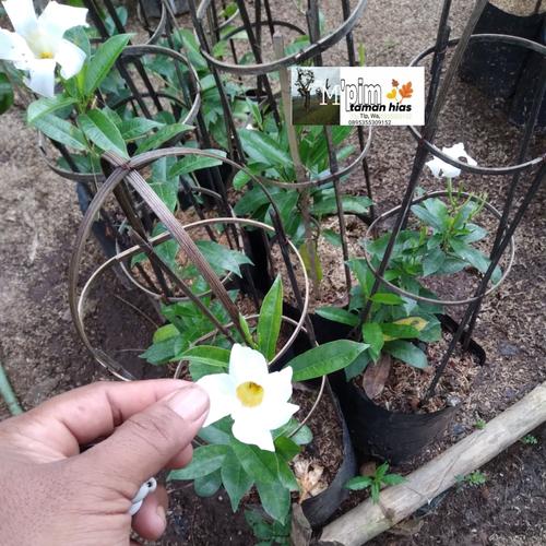 Jual pohon bunga alamanda/alamandavila. tanaman rambat bunga putih ...